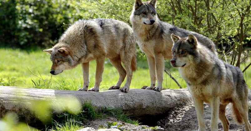 Aktuelle Zahlen und Daten zum Wolf in Deutschland - Schermbeck Online