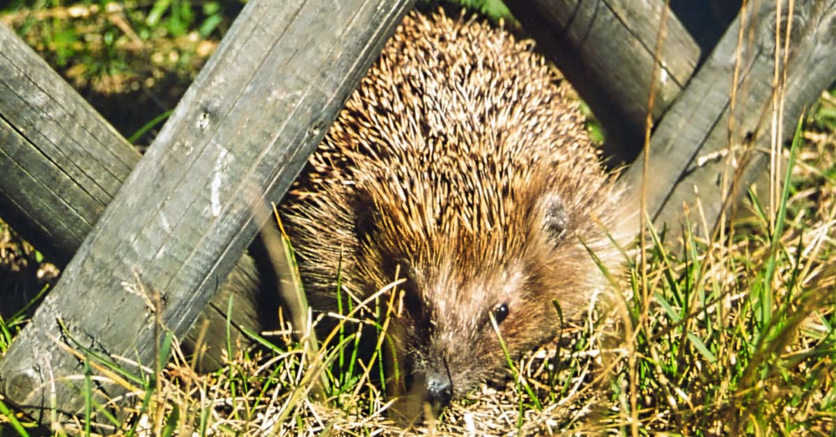 Igel im Garten: Warum Zäune zur Gefahr werden